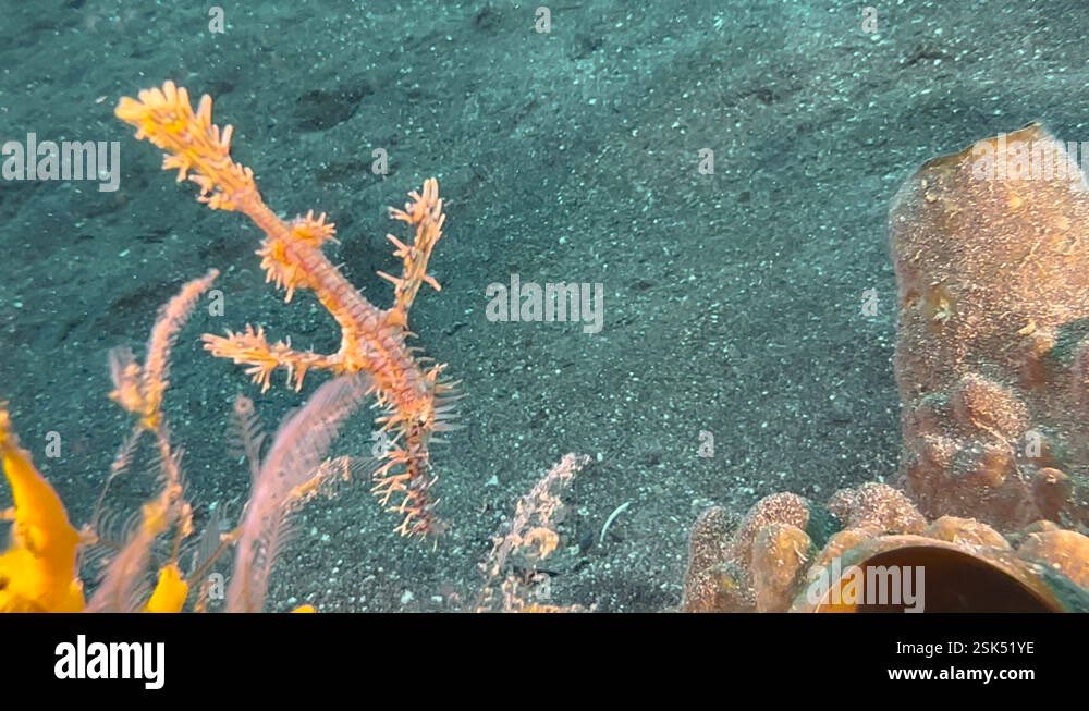 Ornate ghost pipefish hovering over dark sand next to a coral block ...