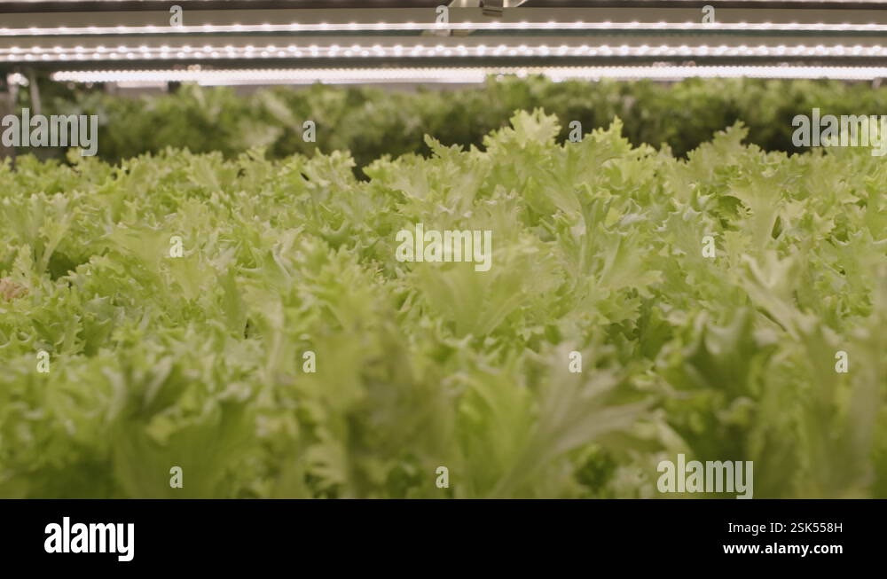 Rows of Green Lettuce Growing in Vertical Farm Stock Video Footage - Alamy