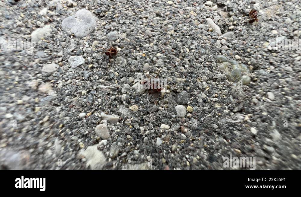 Dying and struggling black ant laying on back from pest control ...