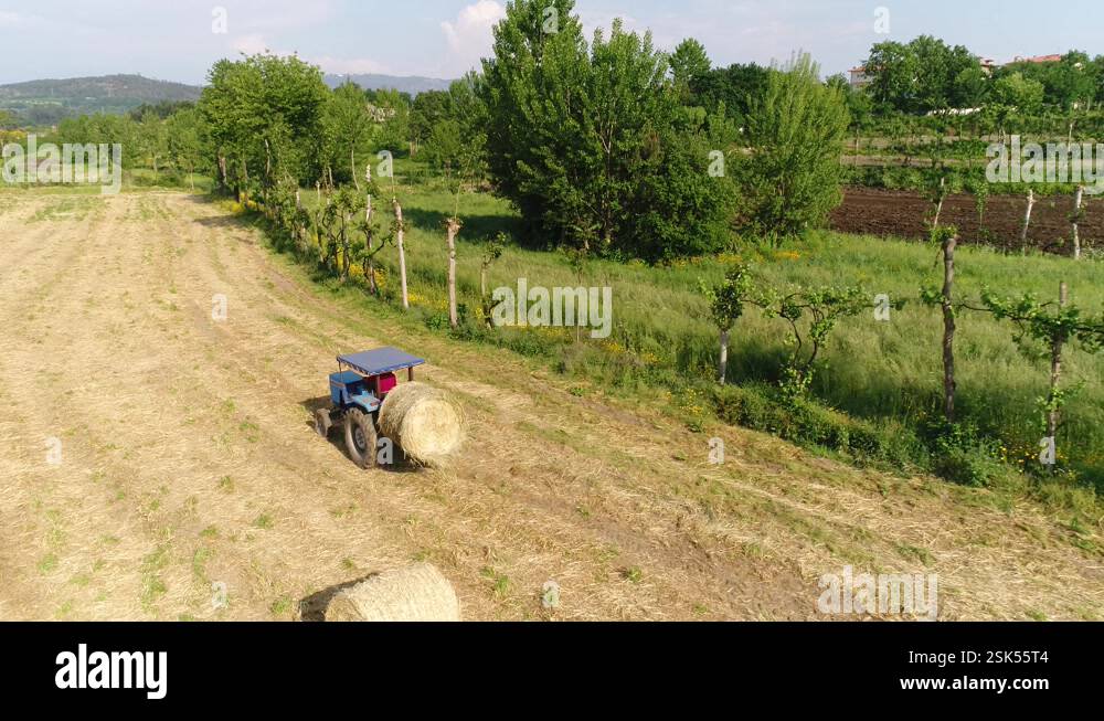 Agricultural Field on Farm with Tractors Making Haystacks During ...
