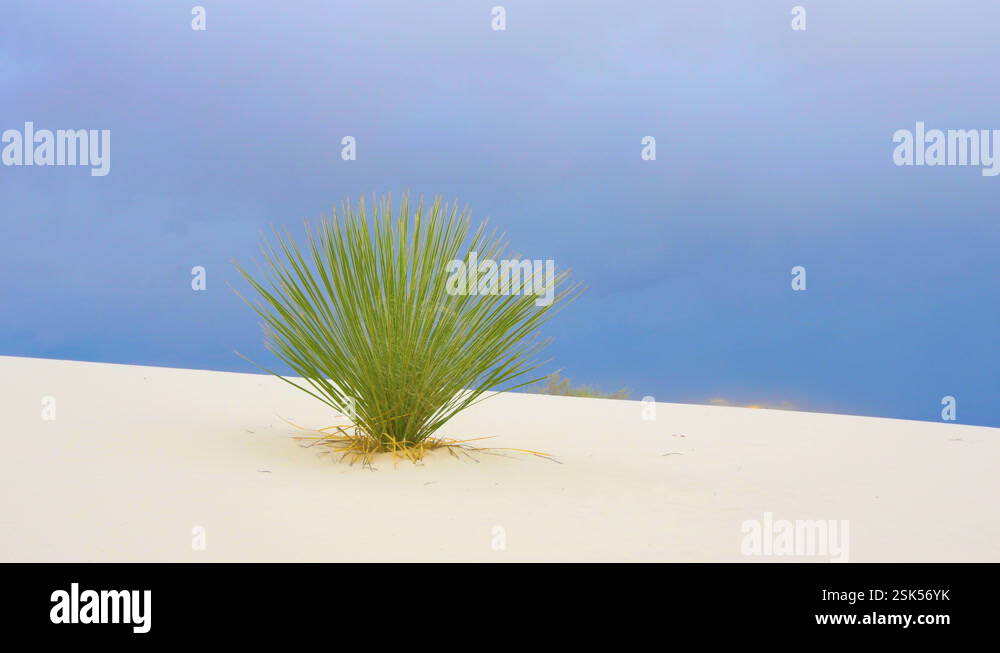 Soaptree yucca plant Stock Videos & Footage - HD and 4K Video Clips - Alamy