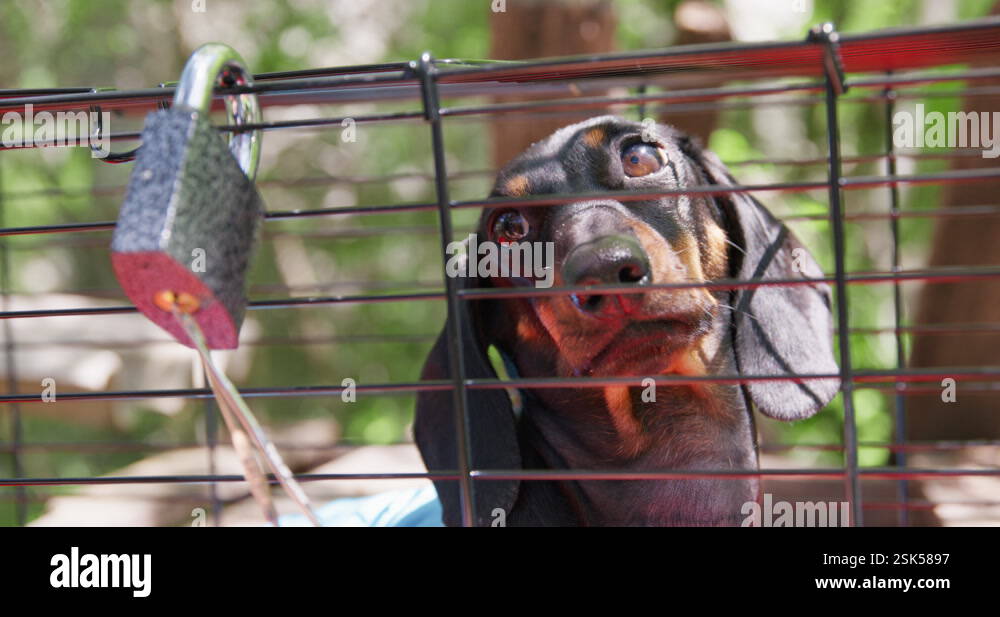 Dog puppy cage lock Stock Videos & Footage - HD and 4K Video Clips - Alamy