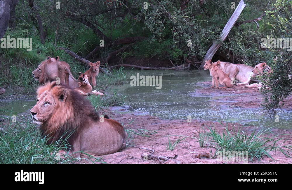 Lion Pride Resting by Pond, Wild African Animals in Protected Natural ...