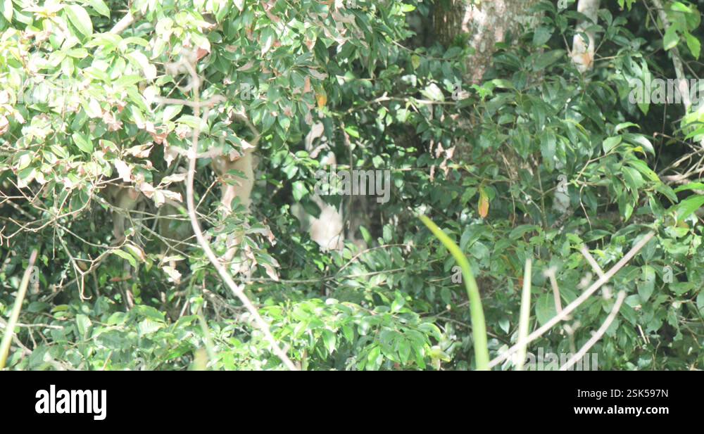 Wild Monkeys Playing and Jumping Around in the Trees in Thailand. Close ...