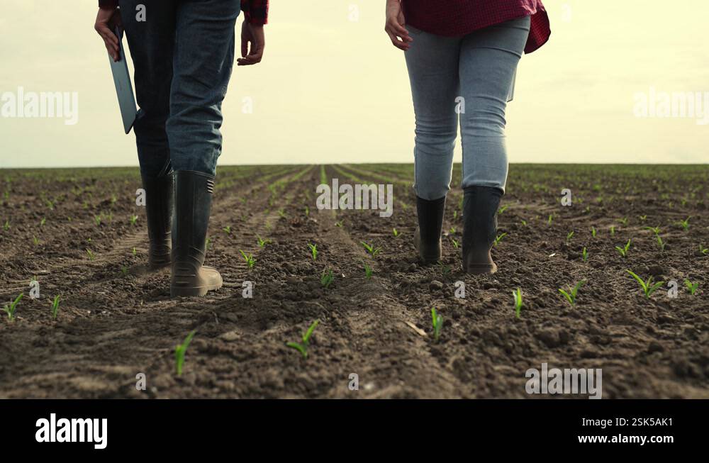 rubber boots dust, corn field, farm business teamwork, sprout fresh ...
