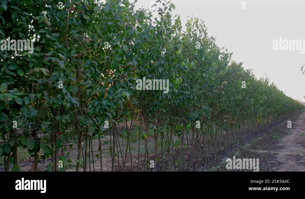 symmetrical tree nursery garden images Stock Video Footage - Alamy