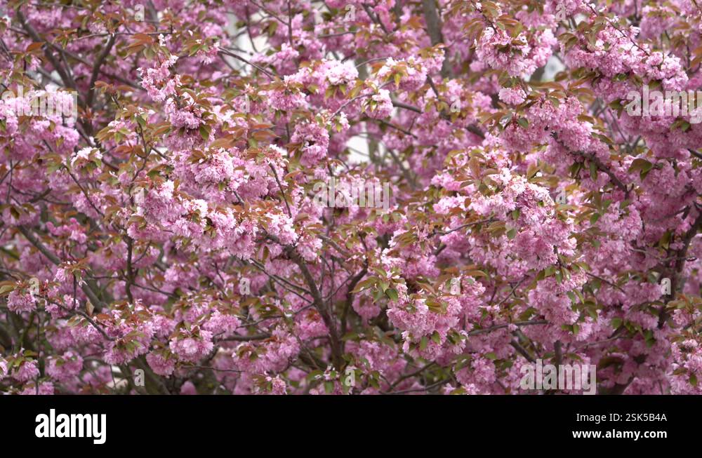 Cherry blossom hanami Stock Videos & Footage - HD and 4K Video Clips ...