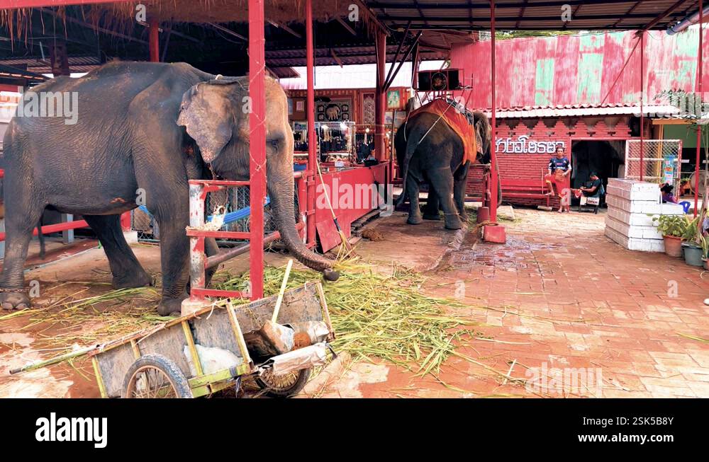 Thai Elephants Enjoying the Food at an Elephant Sanctuary in Thailand ...