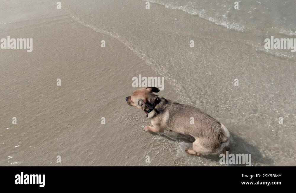 Curious jack Russell puppy exploring coastal sandy beach with owner at ...