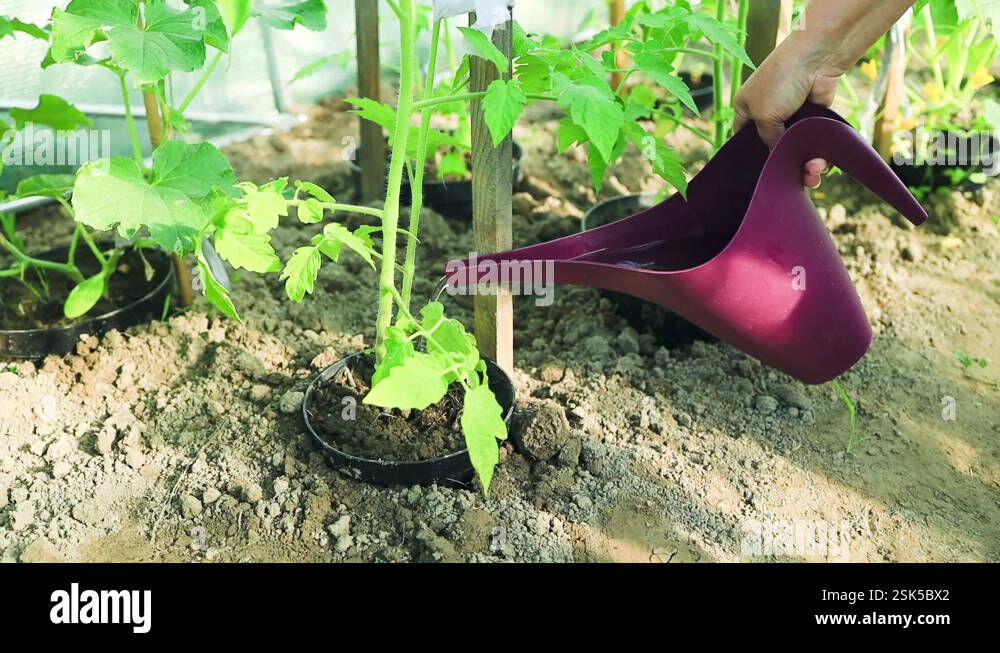 Pouring a young plant from a watering can. Woman pour water in flower ...