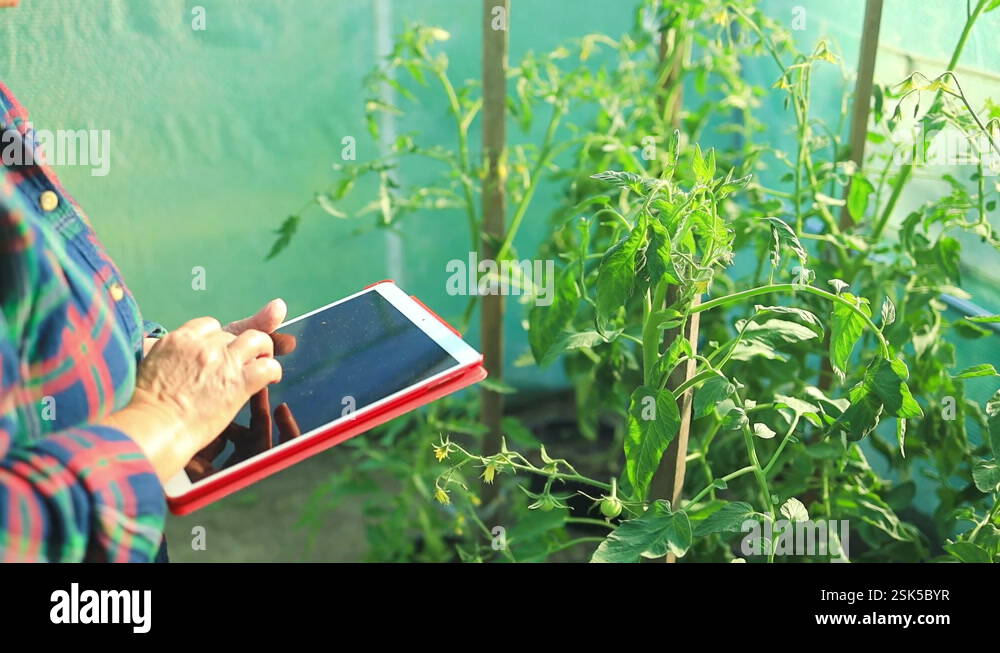 Woman farmer collecting data with modern device in green plantation ...