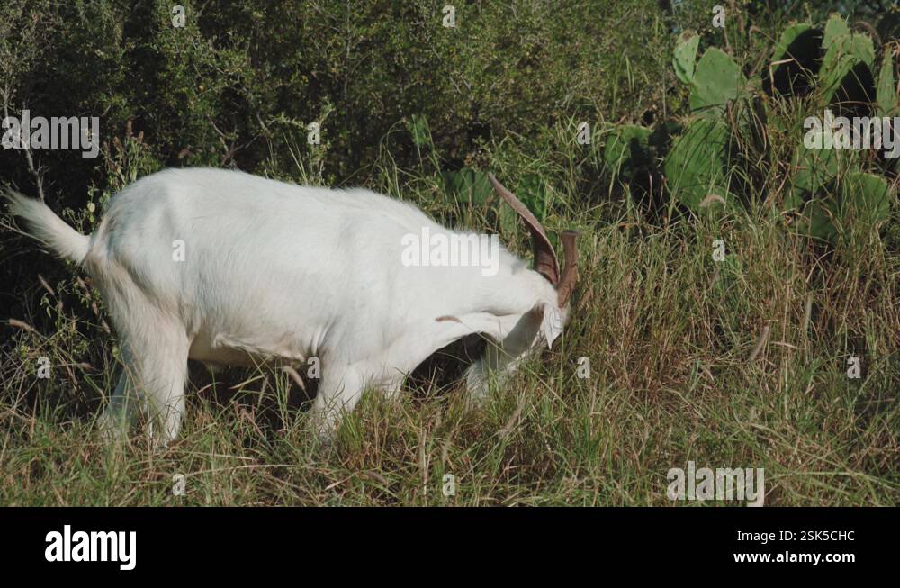 White color goat eating grass outdoors, goats are member of the Bovidae ...