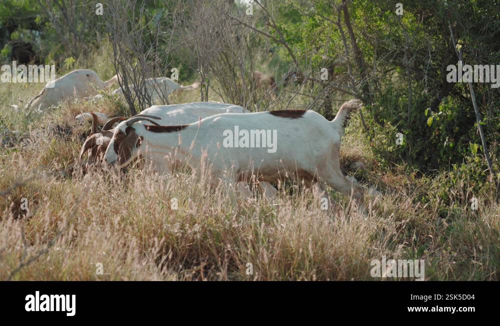 Herd of goats, members of the Bovidae family of animals, moving and ...