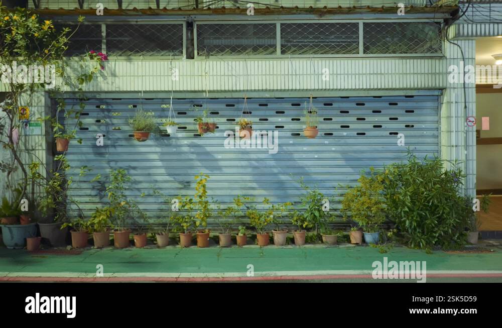 Potted plants on street and hang from above shop entrance covered with ...