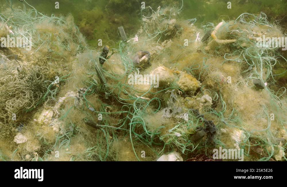 Dead Goby fish in lost fishing net on green algae Ulva on sun glare in ...