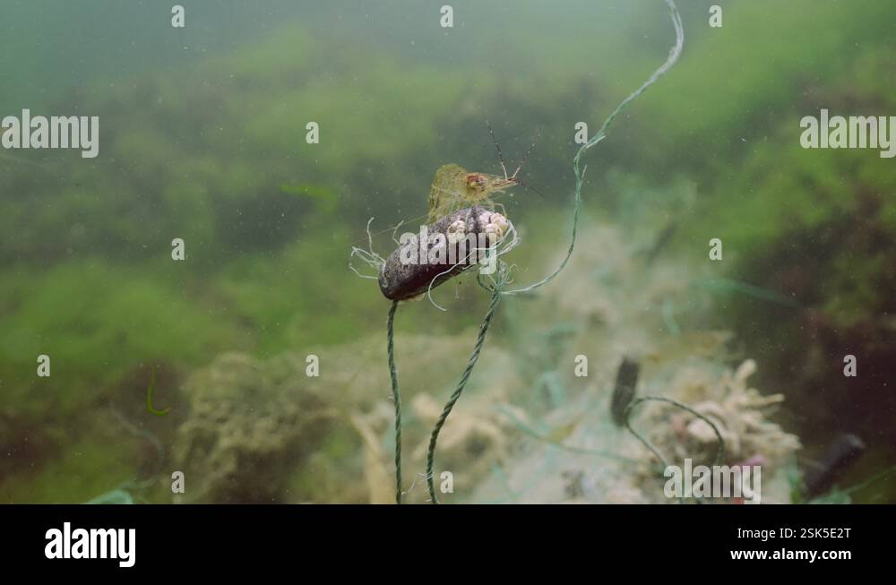 Baltic prawn shrimp sitting on a buoy lost fishing net on green algae ...