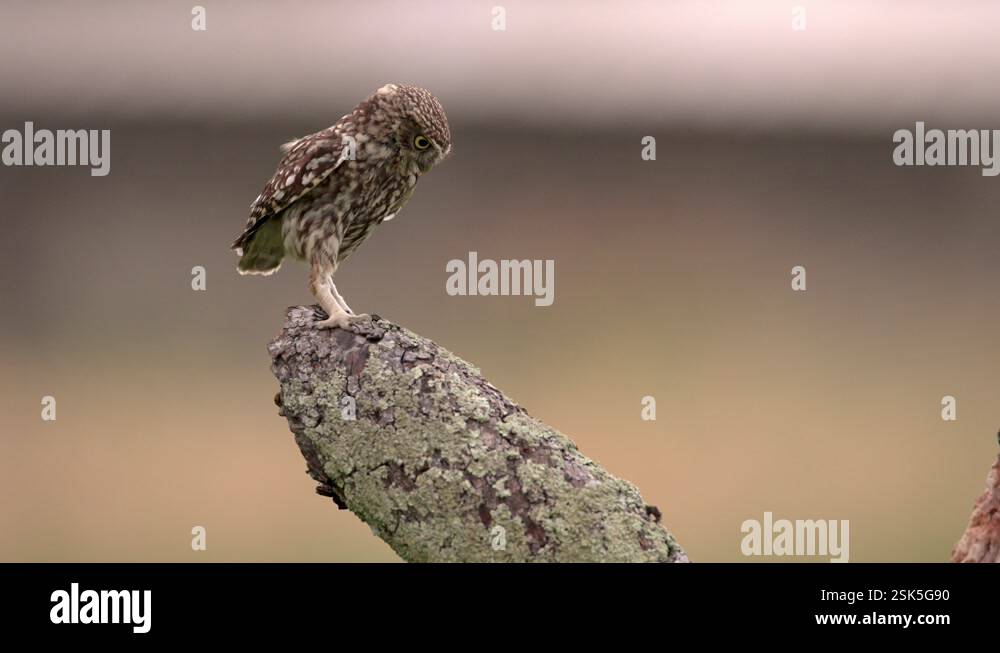 Western European little owl stands and walks along dead tree hopping ...