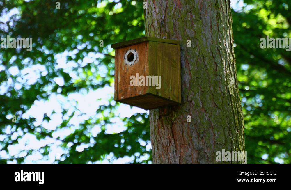 bird sits on wooden aviary on a tit box by a pine tree in nature and ...