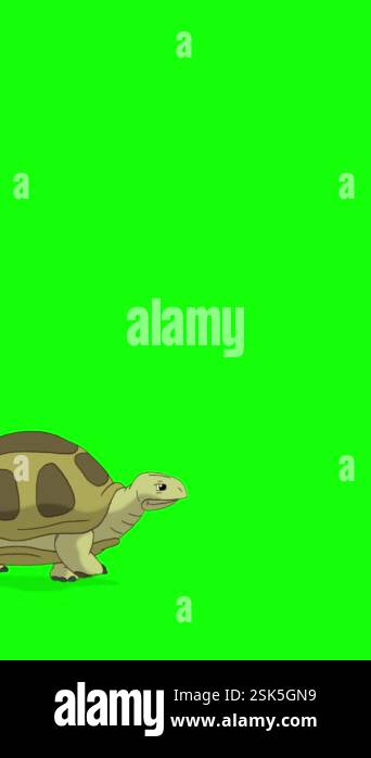 Turtle. Handmade 2D animated HD footage isolated on alpha channel ...