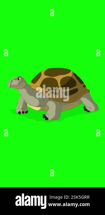 Turtle. Handmade 2D animated HD footage isolated on green screen ...