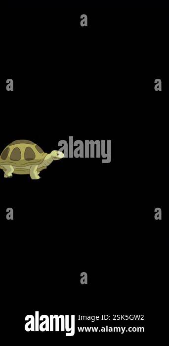 Turtle. Handmade 2D animated 4K footage isolated on alpha channel ...