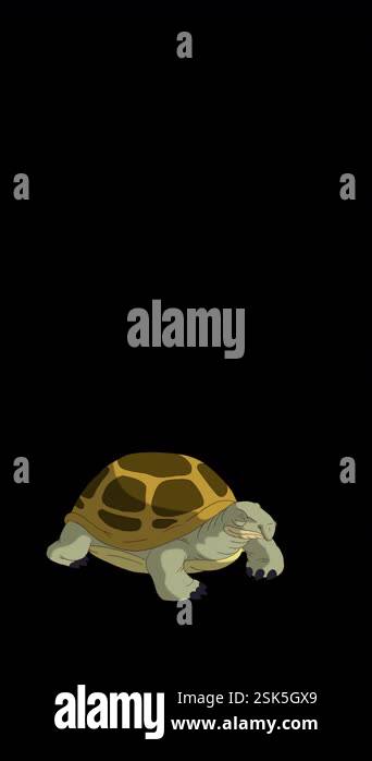 Turtle. Handmade 2D animated 4K footage isolated on alpha channel ...