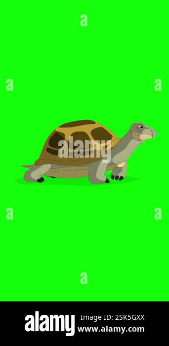 Turtle. Handmade 2D animated 4K footage isolated on green screen ...