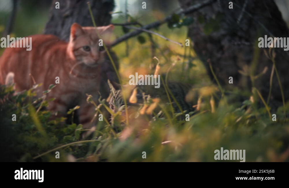 Tabby Cats roaming around in the field of an Animal Shelter Stock Video ...