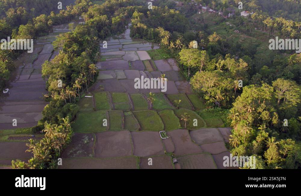The famous rice terraces at Bali Indonesia surround by palmtrees during ...