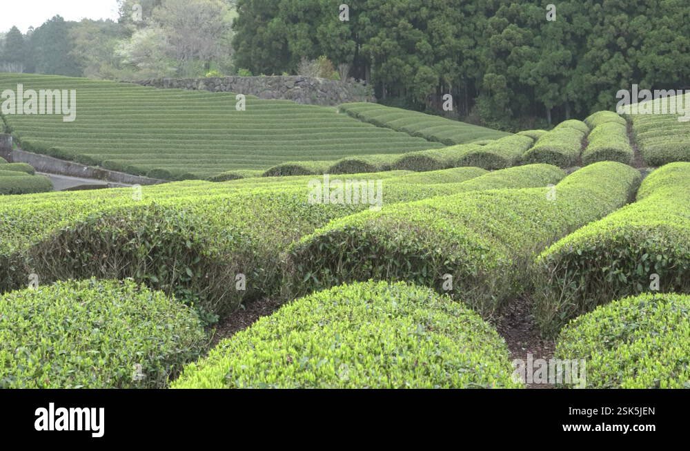Tea plantations background in Japan in a cloudy day Stock Video Footage ...