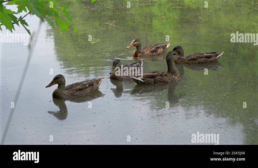 Mallard ducks swimming around in a scummy pond on a summer day Stock ...