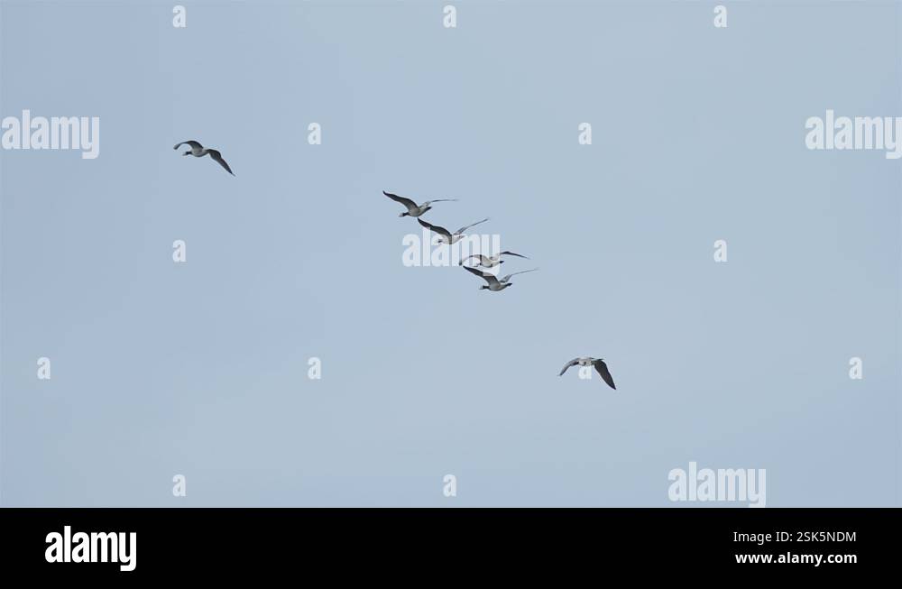 Wild geese migration. Birds fly in the wedge formation in the blue sky ...