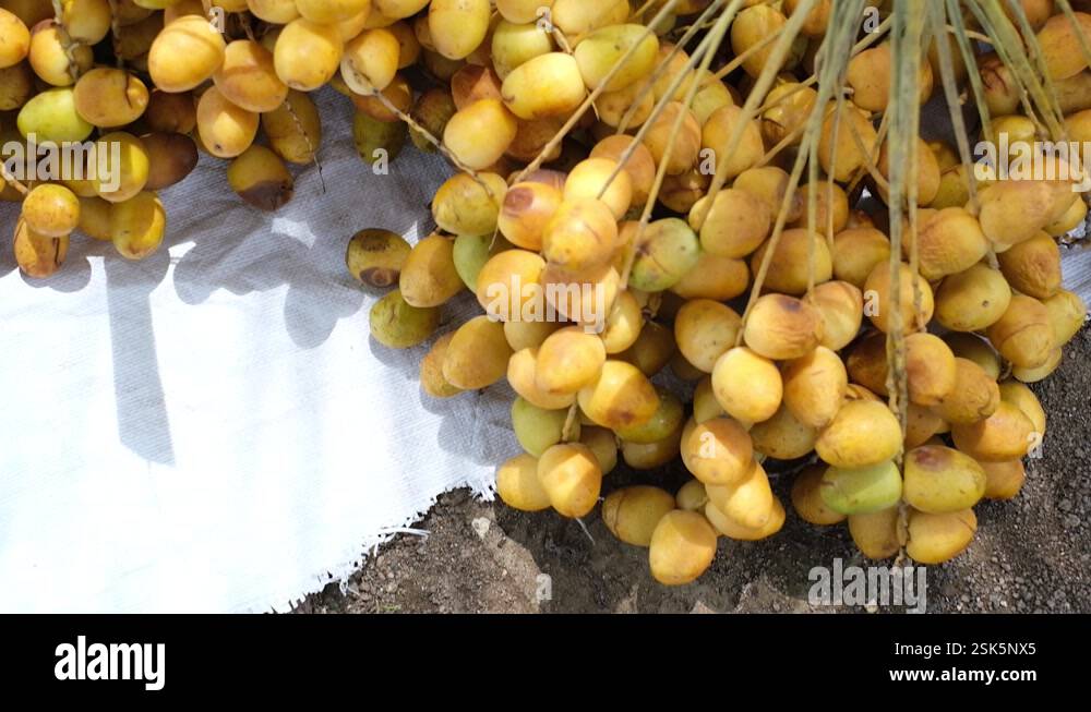 close-up scene showing Red Date palm fruits organic best quality crop ...