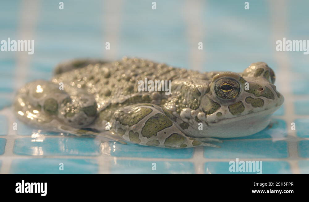 toad by a swimming pool Stock Video Footage - Alamy