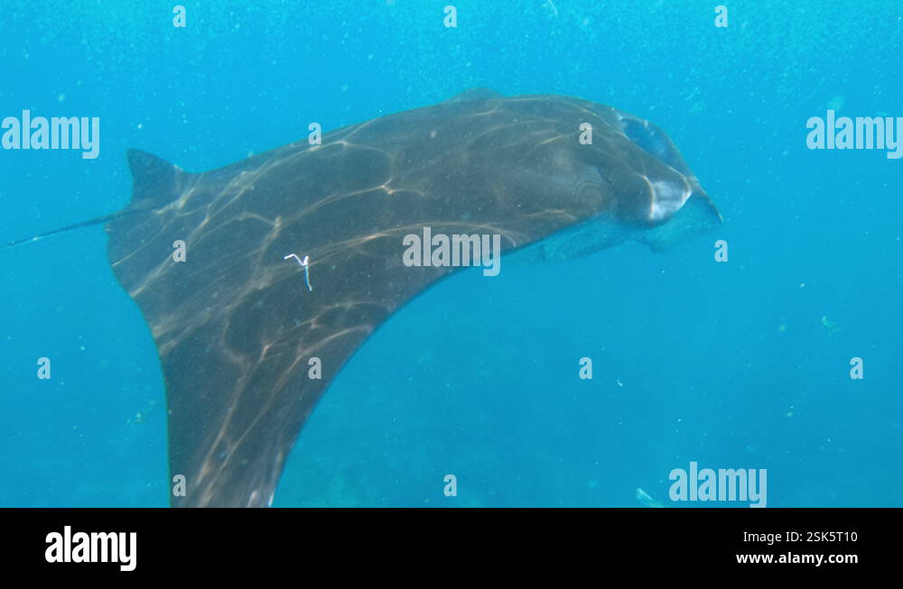 Oceanic manta ray and divers. Gigantic Black Oceanic Birostris Manta ...