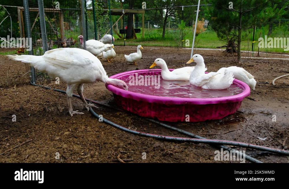 White ducks wallow in pink container full of water while turkey having ...