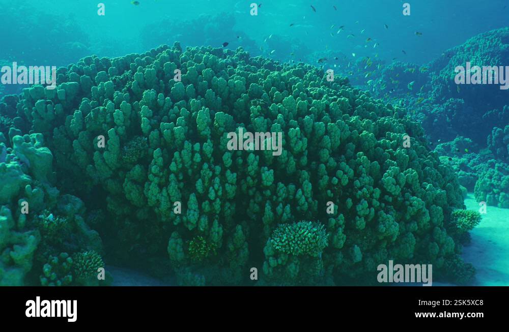 Hard corals colony Porites, tropical fish swims above top of coral reef ...