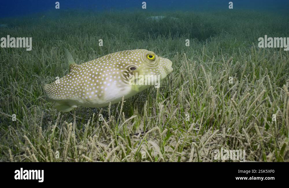Puffer fish swims over seagrass bed among Round Leaf Sea Grass Stock ...
