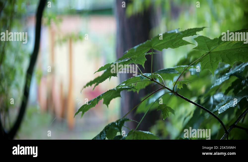 Summer Rain In Forest. Rainwater Drips Down To Green Leaf. Tropical ...