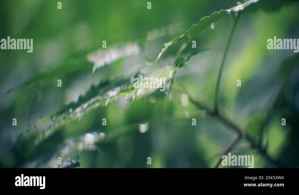 Rainy Serene Ecosystem. Rainfall Misty Forest. Rainwater Drips In ...
