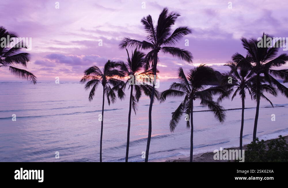 Tropical sand beach with palm trees in scenic pink purple sunrise ...