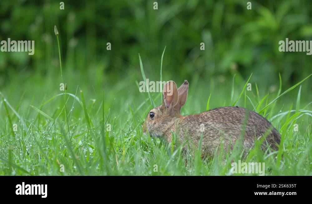 A young cottontail rabbit searching for choice grass stems in the dewy ...
