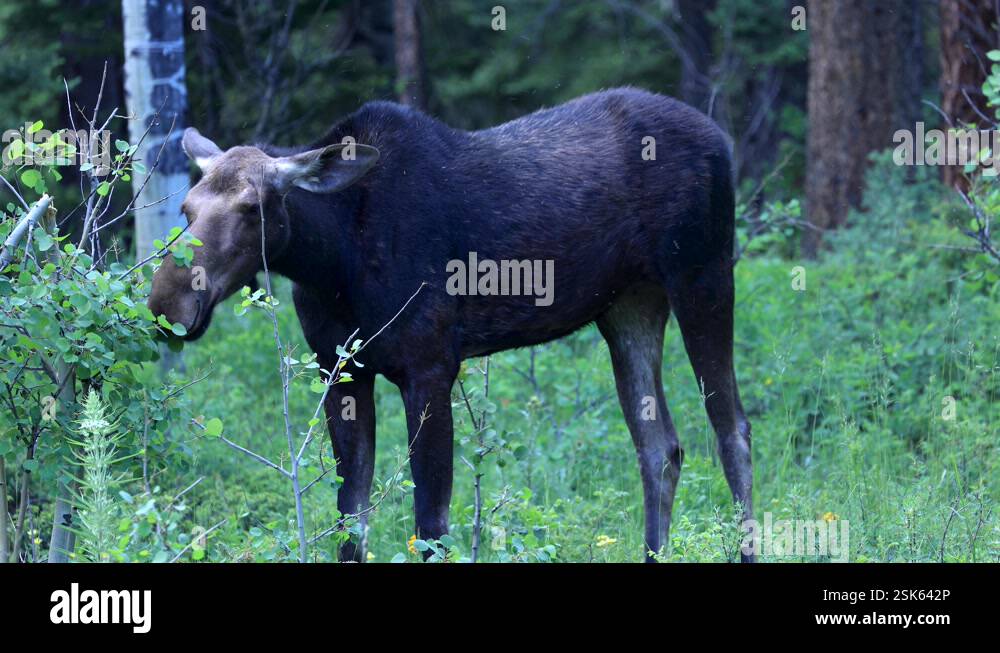 Moose Scratching Its Head With its Foot, Moose Shaking its Head With ...