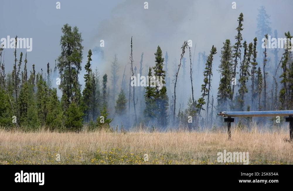 Static view of a forest with smoke created by a fire start. Daylight ...