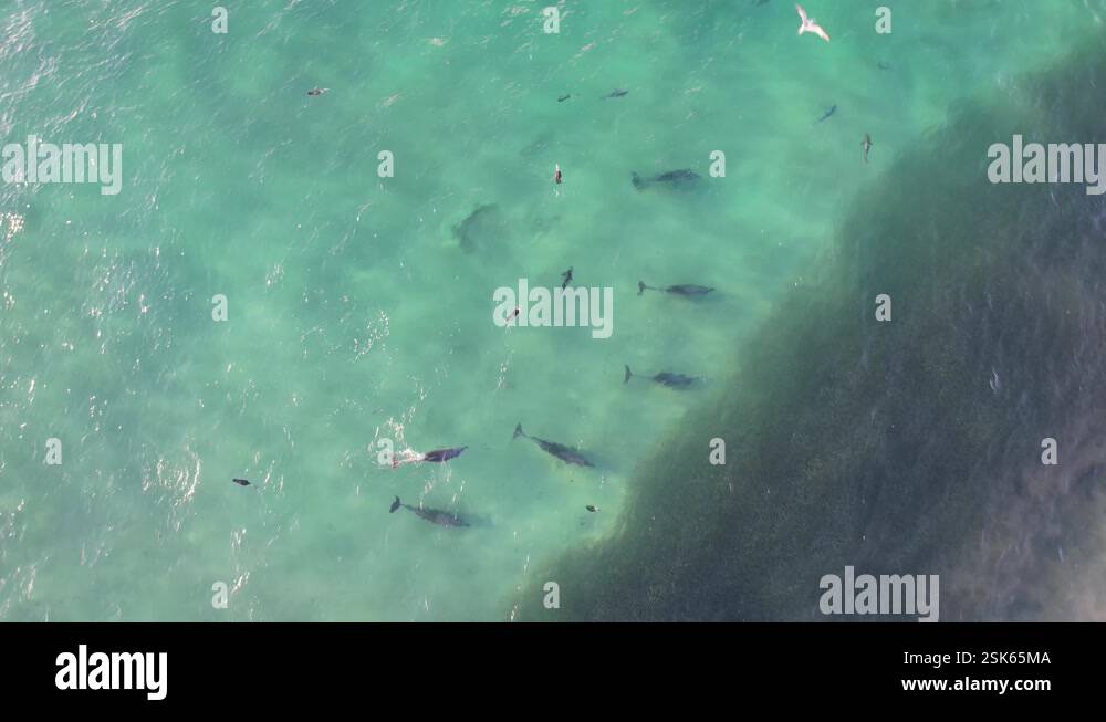 Bottlenose Dolphins Hunting Fish At Broken Head NSW - Byron Region ...