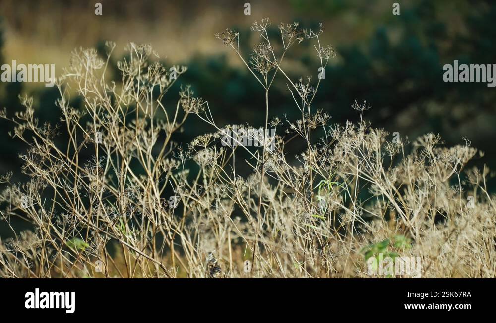 Delicate stems and umbrellas of the dry withered weeds on the blurry ...