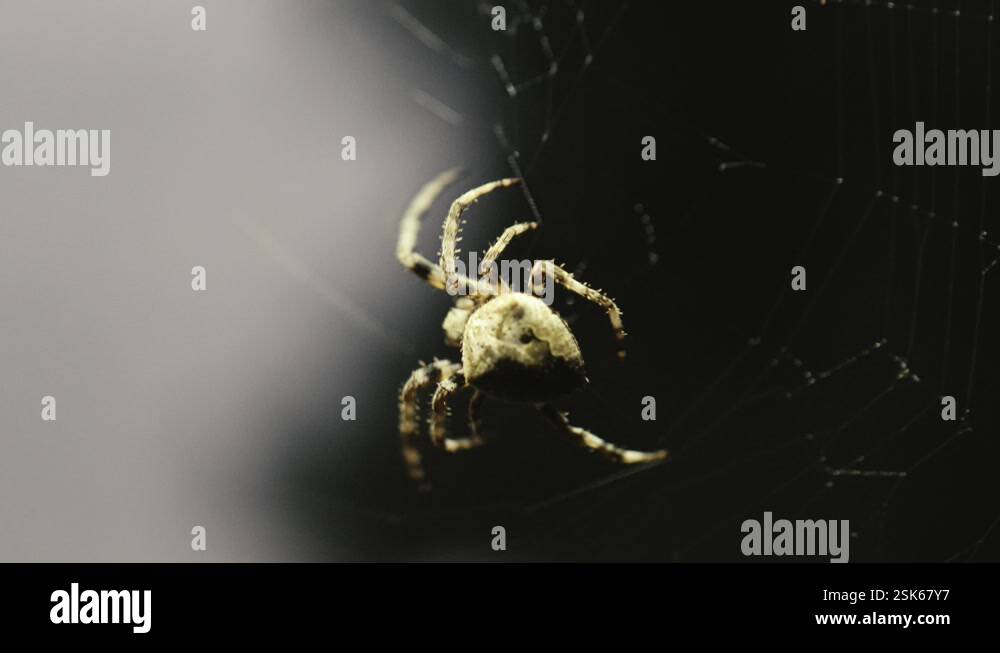 Spider waves Stock Videos & Footage - HD and 4K Video Clips - Alamy