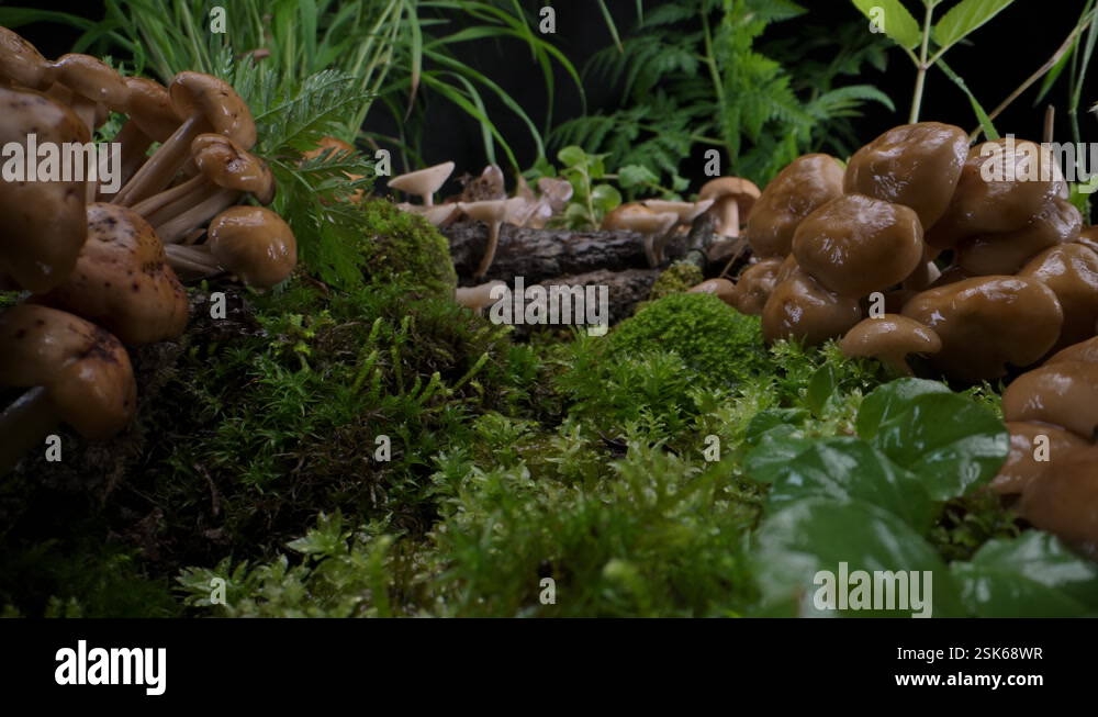 Mushrooms bunch fungi forest background Stock Videos & Footage - HD and 4K Video Clips - Alamy