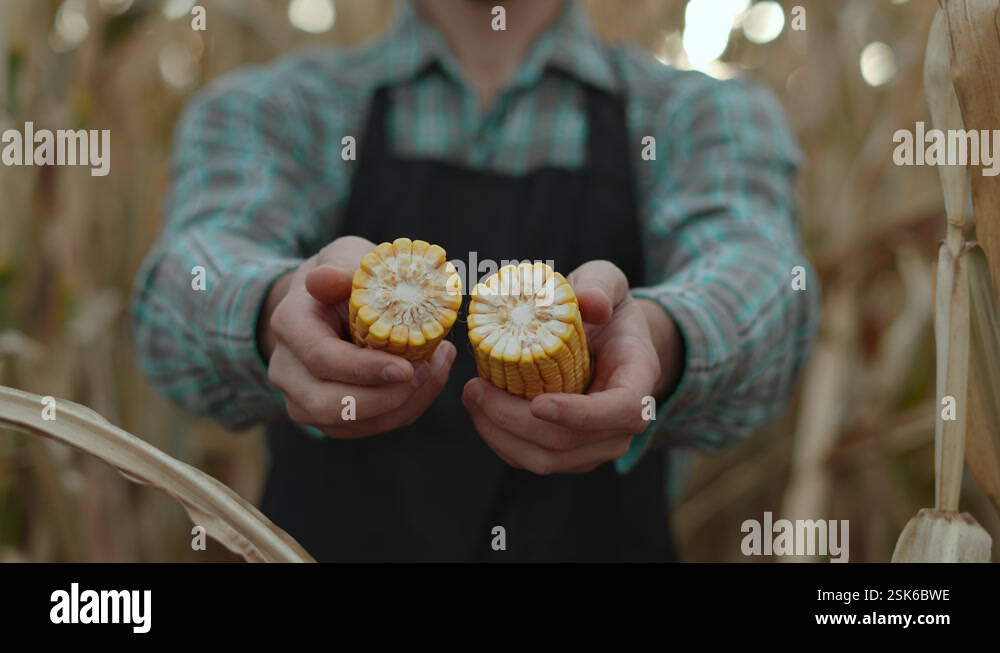 Farmer in dry corn field shows in his hands slice of raw mature corn ...