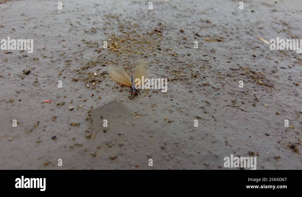 A Winged Termite Flies Away Scared by an Ant, Slow Motion Insects ...
